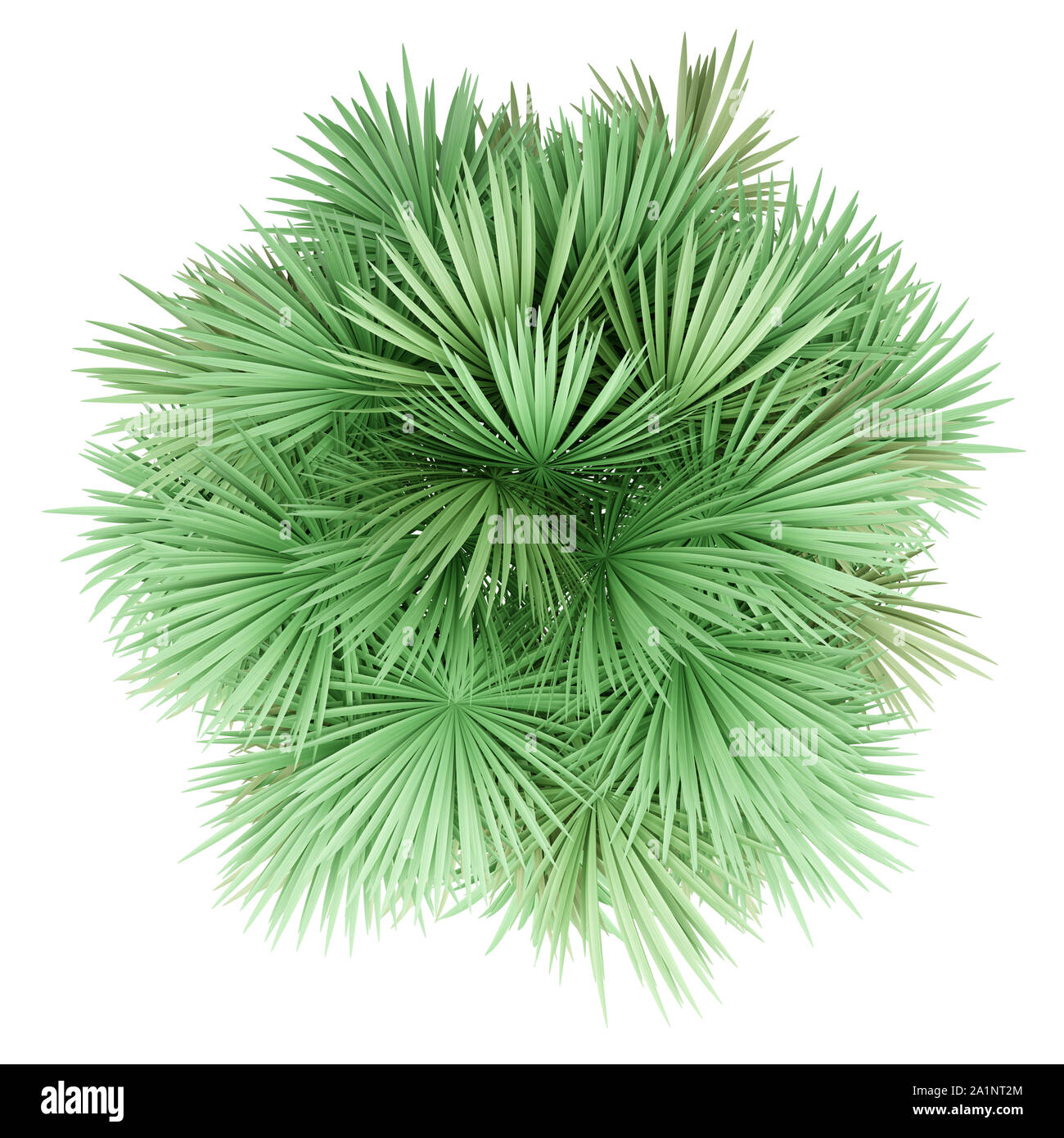 sabal palm tree isolated on white background. top view. 3d illustration ...