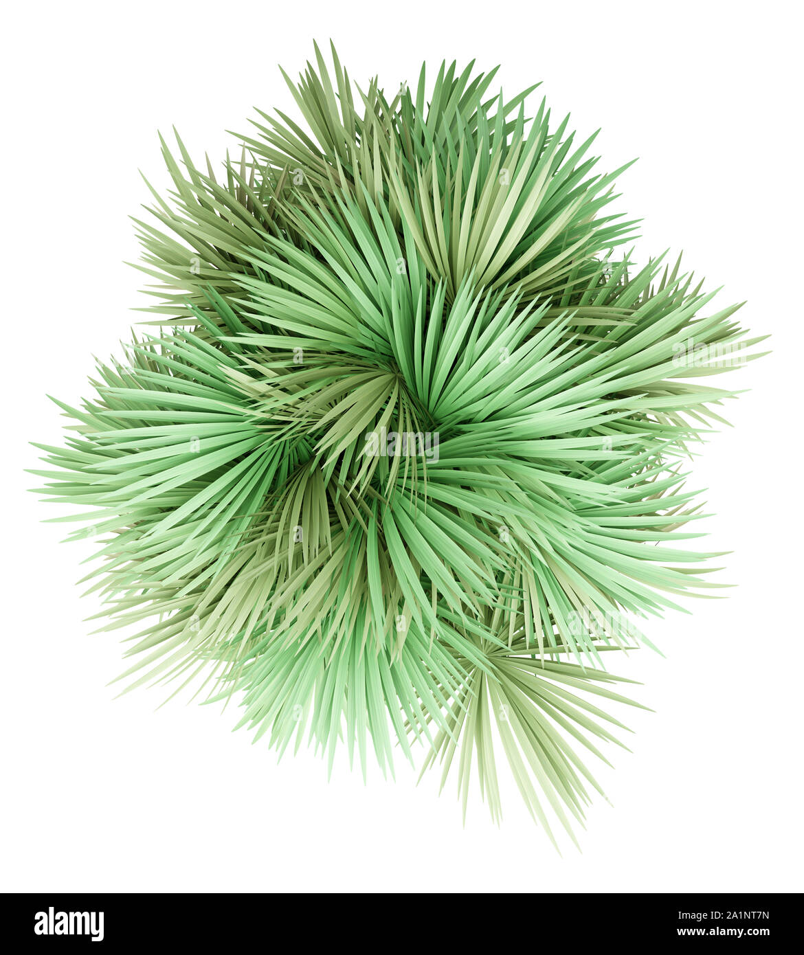 sabal palm tree isolated on white background. top view. 3d illustration ...