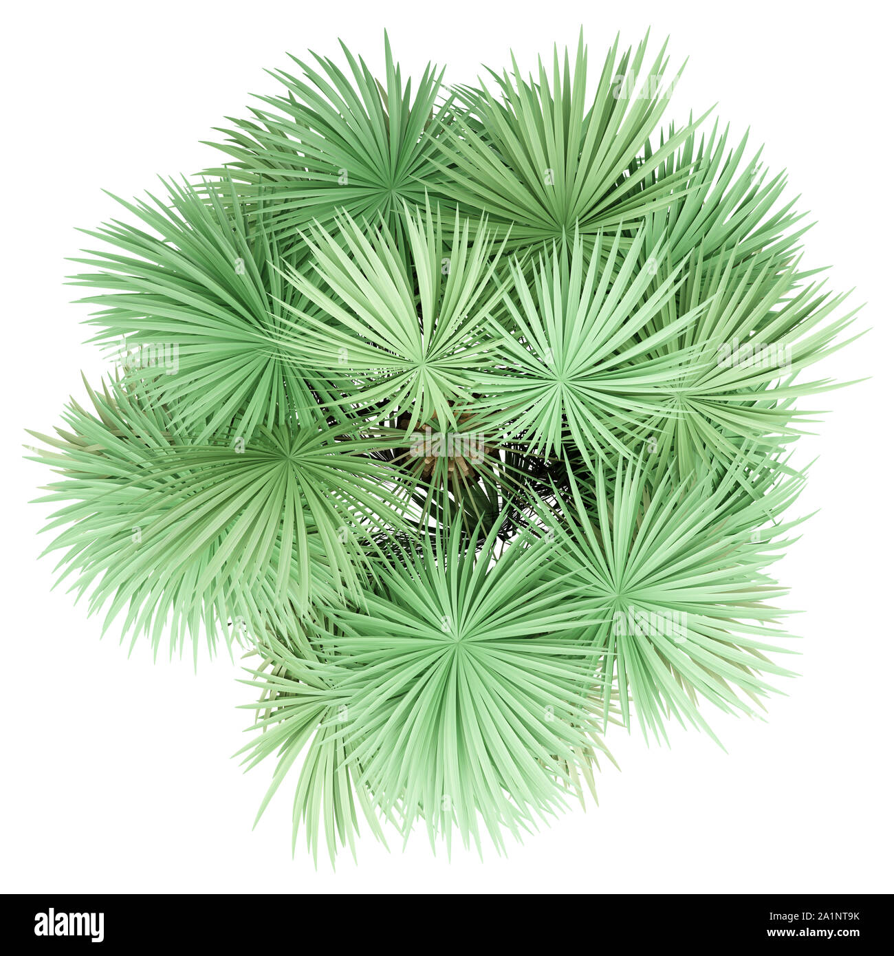 Palm Tree Plan Png