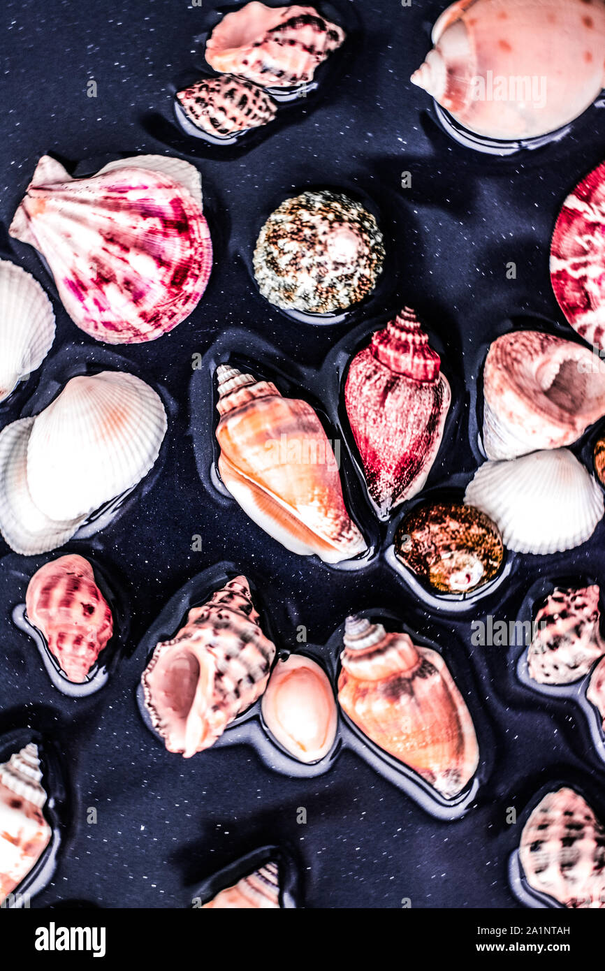 Ocean, nature texture and coastal vacation concept - Sea shell ...