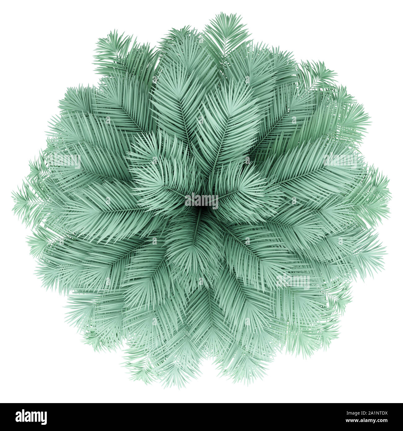 silver date palm tree isolated on white background. top view. 3d ...