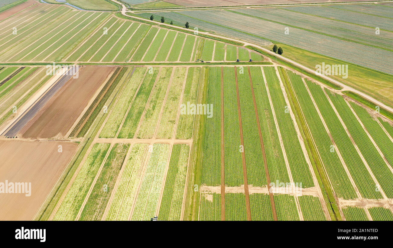 Green fields aerial view before harvest at summer. farm land with ...