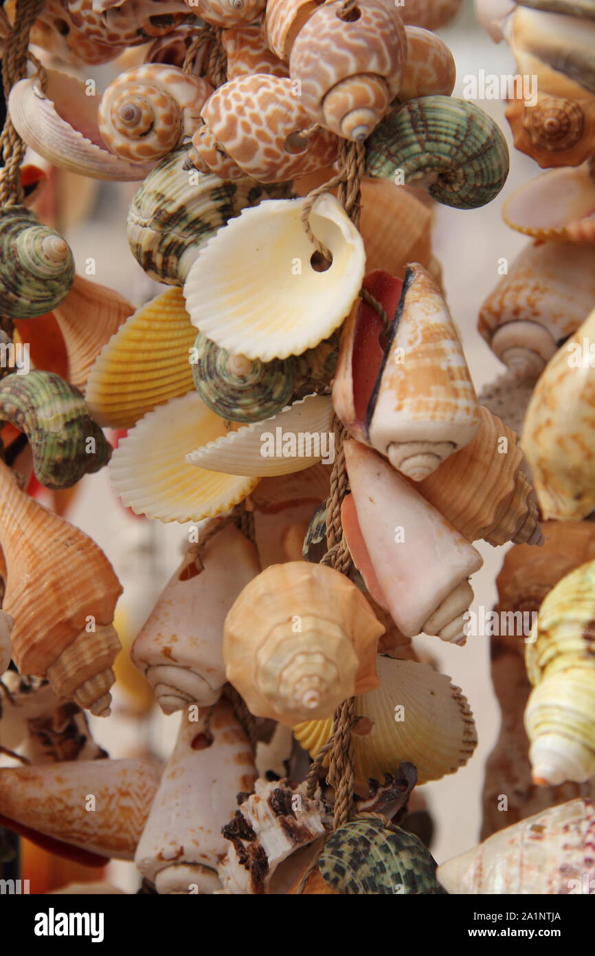 different shells from the Caribbean Stock Photo - Alamy