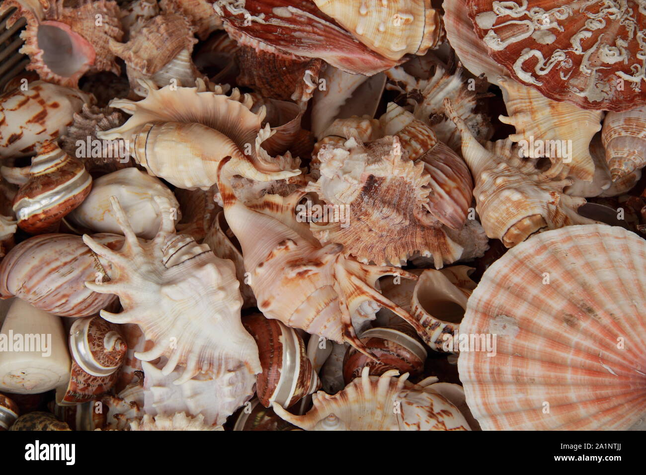 different shells from the Caribbean Stock Photo - Alamy