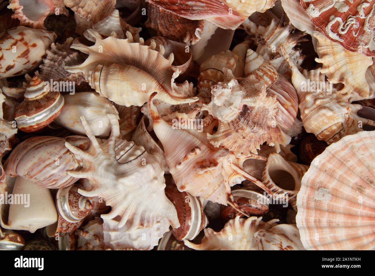 different shells from the Caribbean Stock Photo - Alamy