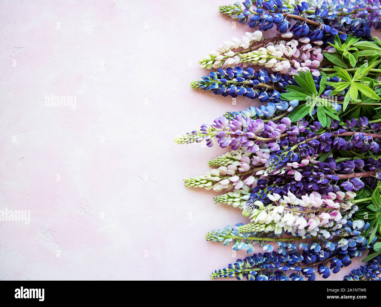 Pink and purple lupine flowers border on a pink concrete background ...