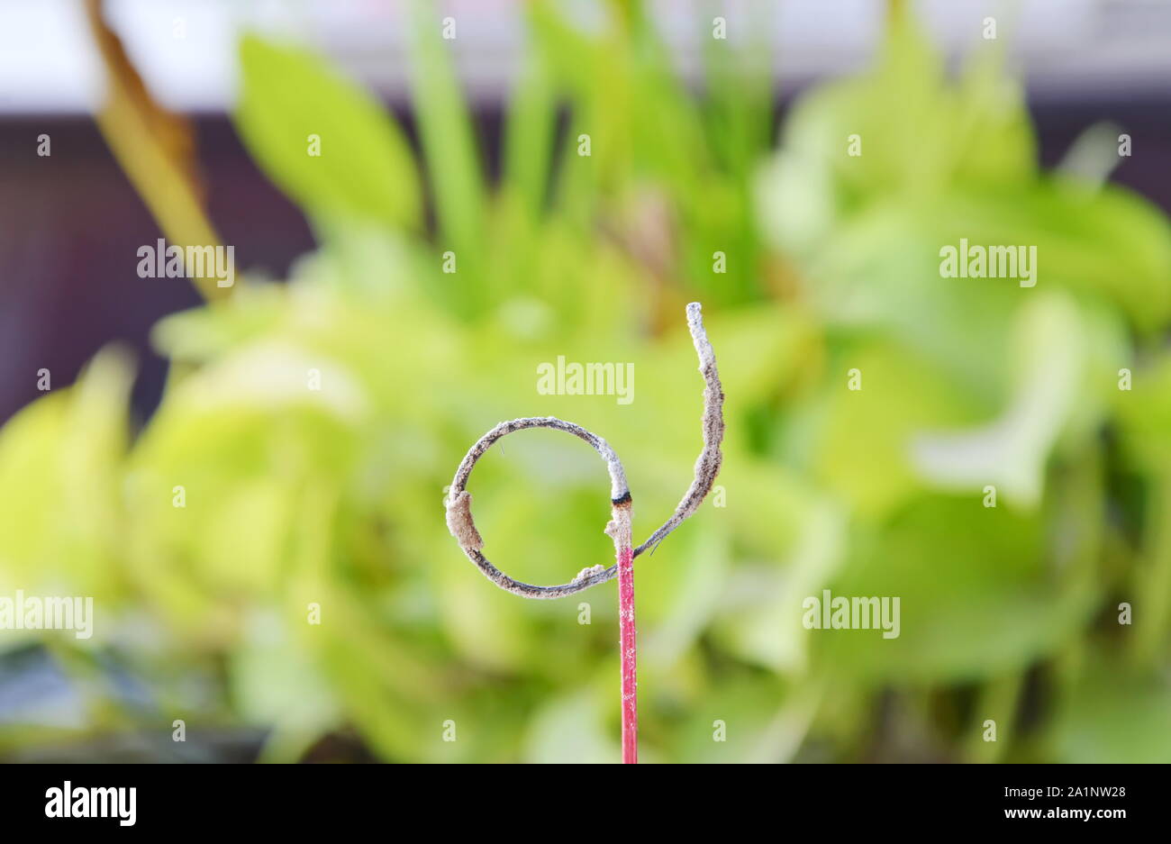 incense stick burn to ash in strange curve shape Stock Photo - Alamy
