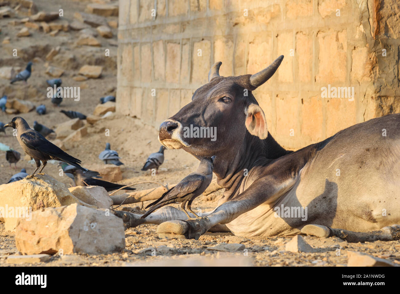 Crow and cow in Jaisalmer. Rajasthan. india Stock Photo - Alamy