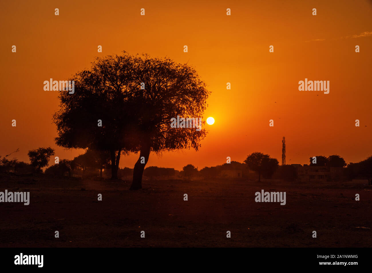 Thar city tree hi-res stock photography and images - Alamy