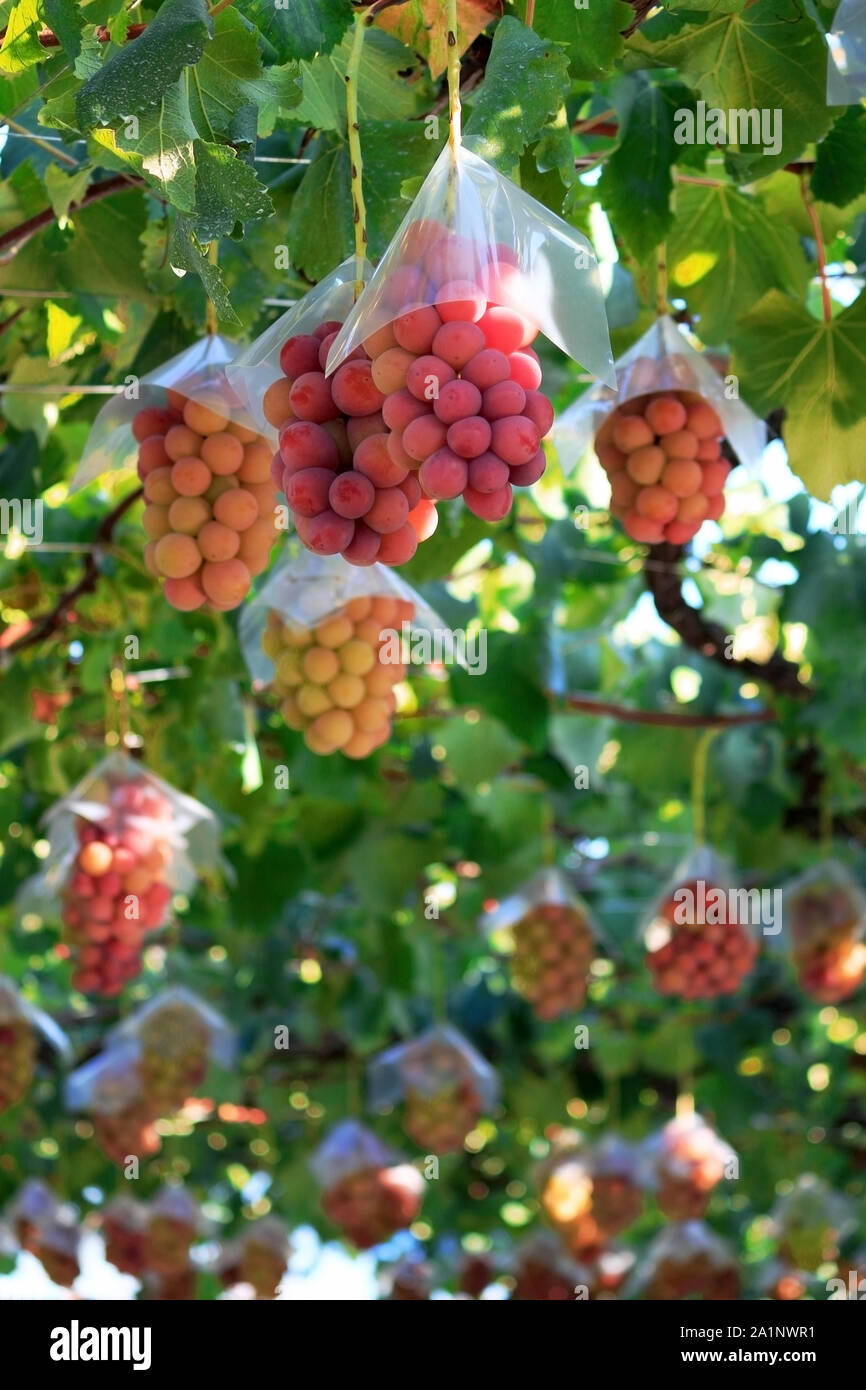 Japanese autumn vineyard landscape with big ripe red grapes Stock Photo ...