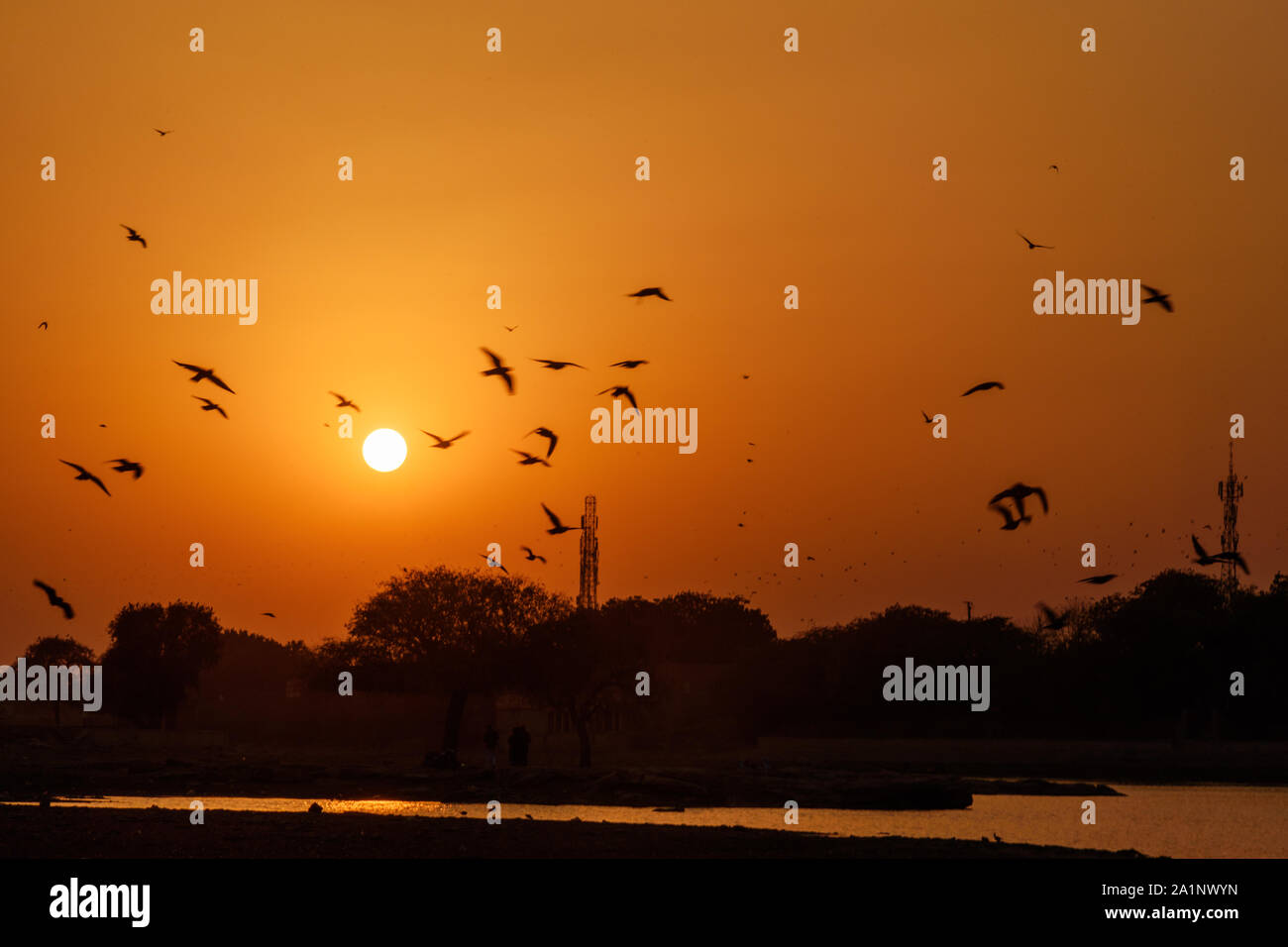 Beautiful india wildlife sunset hi-res stock photography and images - Alamy