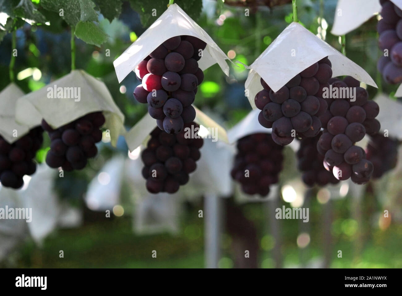 Japanese autumn vineyard landscape with large grown grapes Stock Photo ...