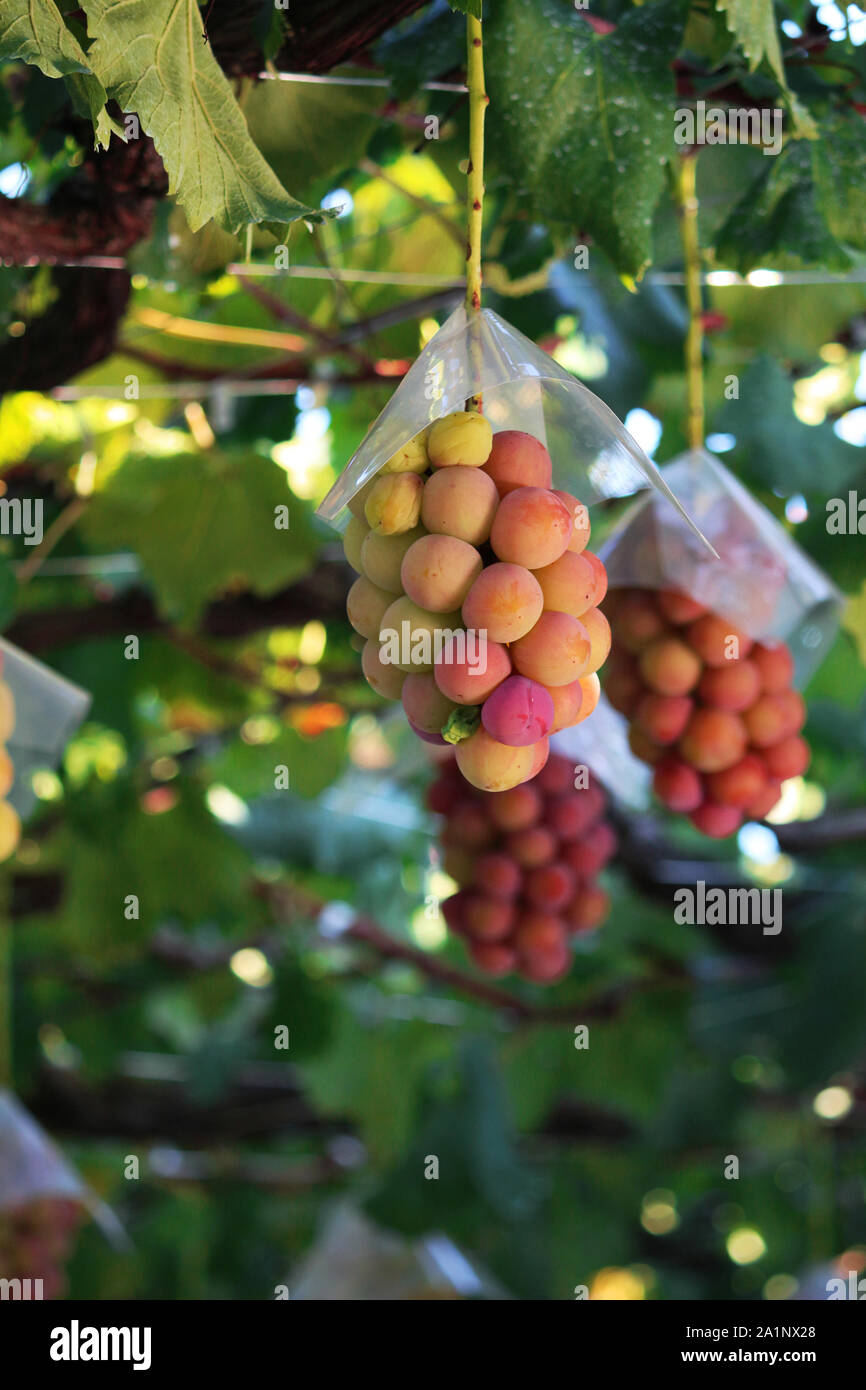 Japanese autumn vineyard landscape with big ripe red grapes Stock Photo ...