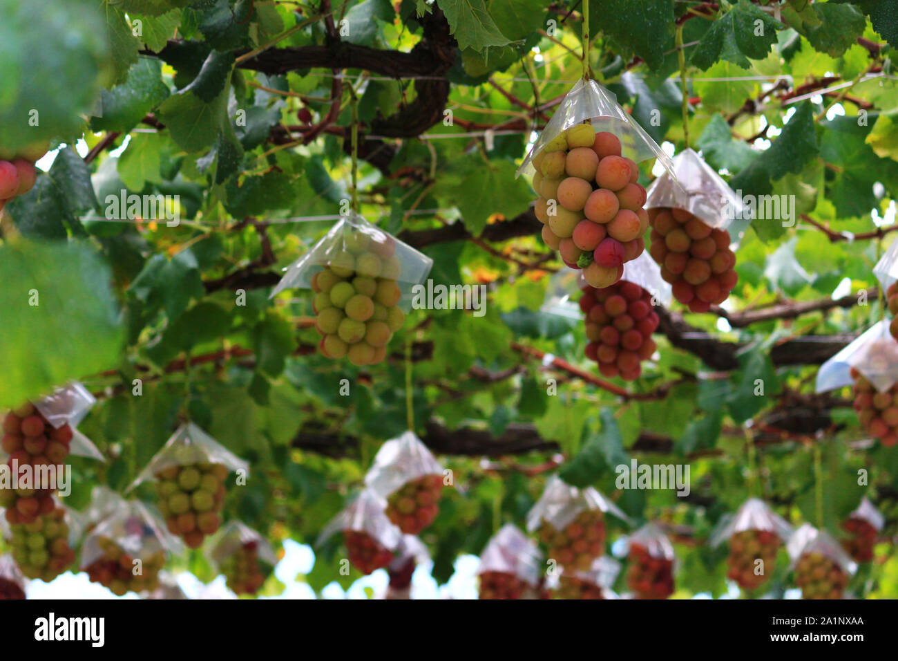 Yamanashi japan vineyard hi-res stock photography and images - Alamy