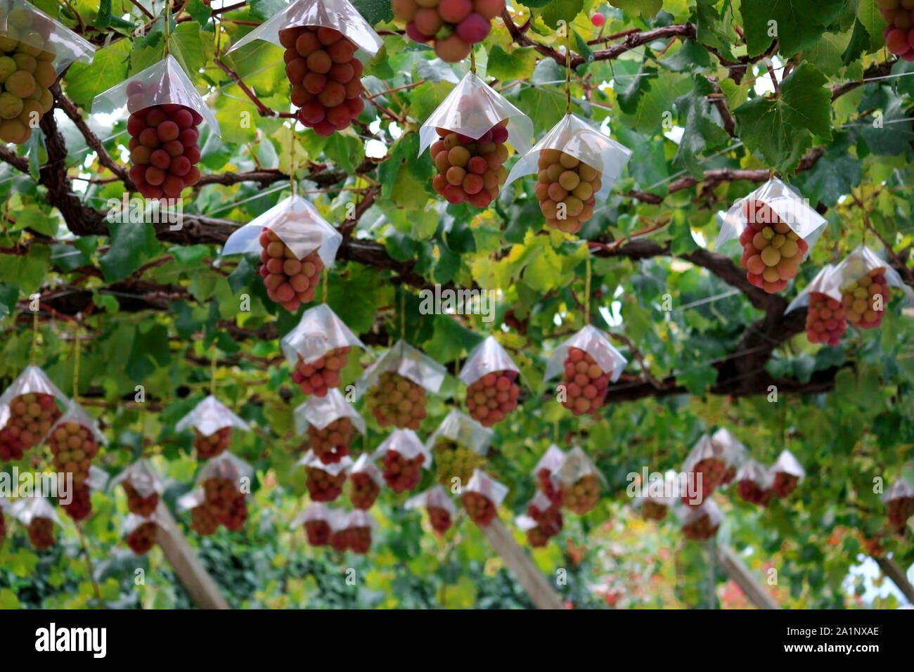 Japanese autumn vineyard landscape with big ripe red grapes Stock Photo ...