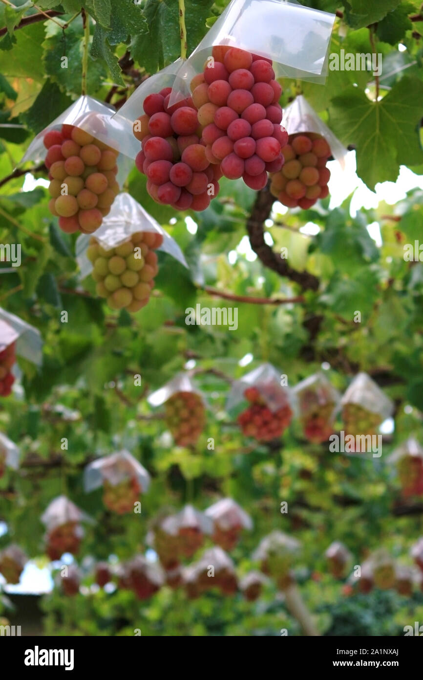 Japanese autumn vineyard landscape with big ripe red grapes Stock Photo ...