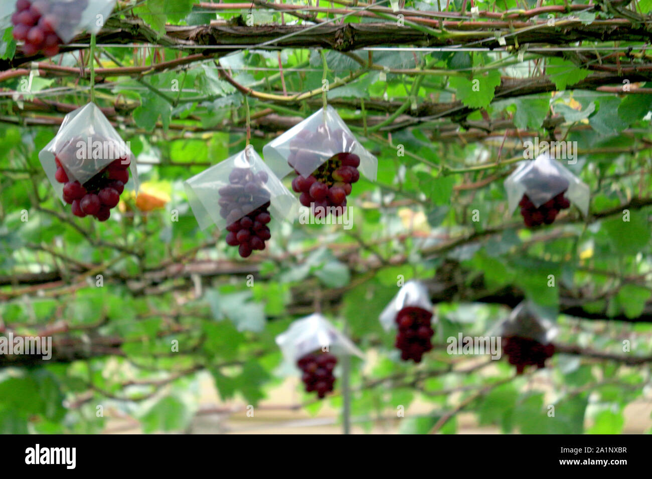 Japanese autumn vineyard landscape with large grown grapes Stock Photo ...
