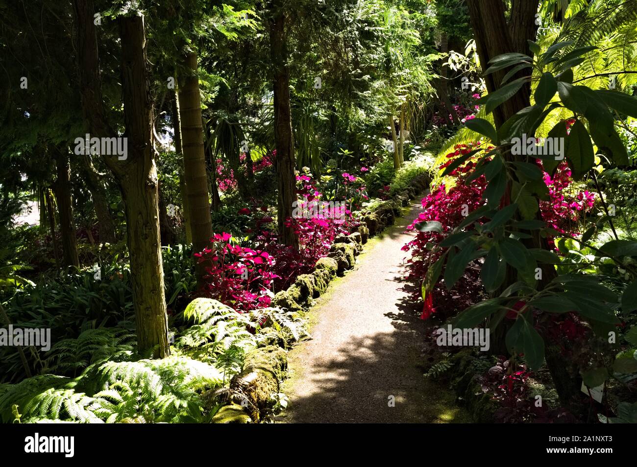 Fuchsia flowers in the forest path (Funchal, Madeira, Portugal Stock ...