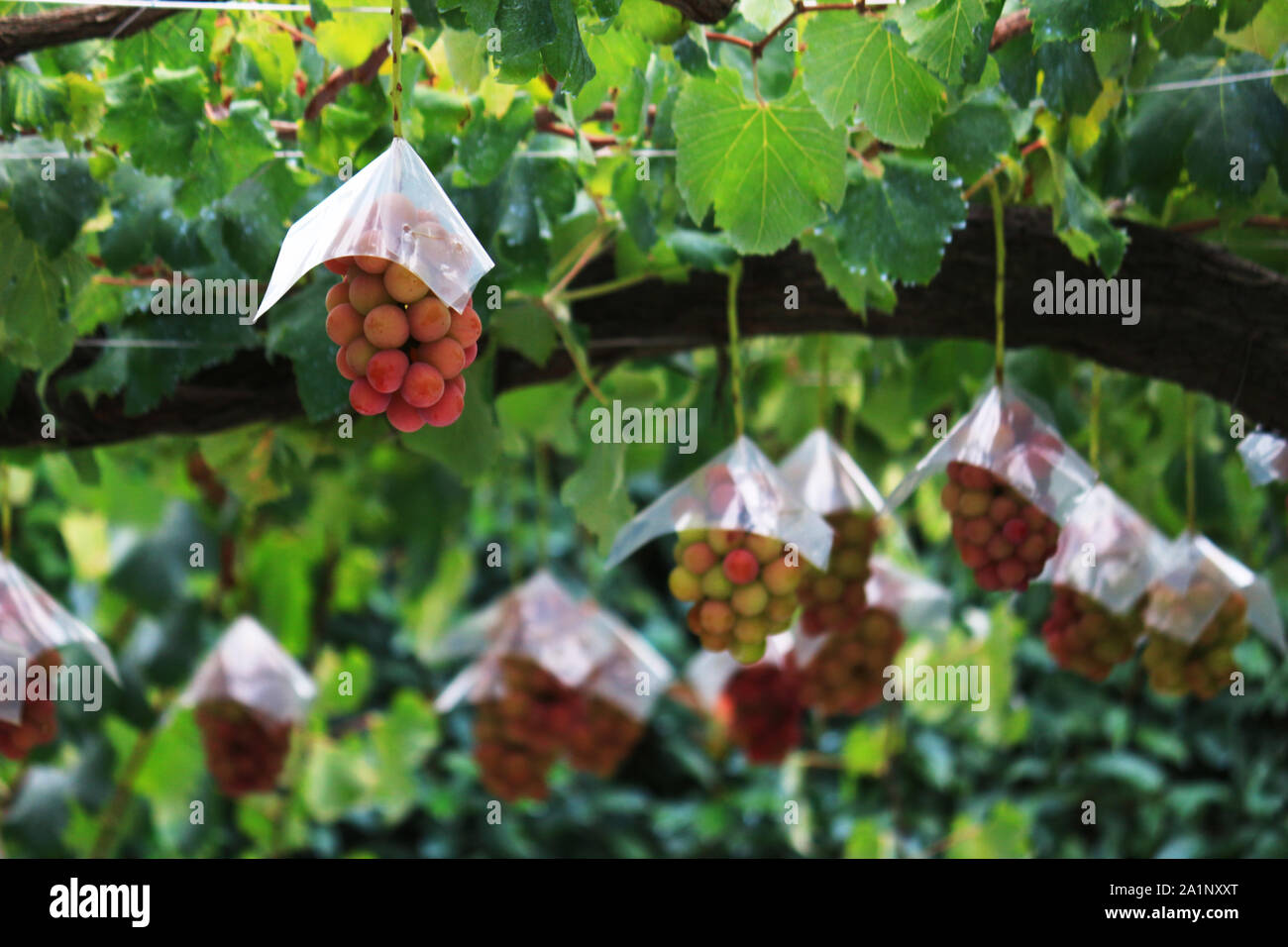 Japanese autumn vineyard landscape with big ripe red grapes Stock Photo ...