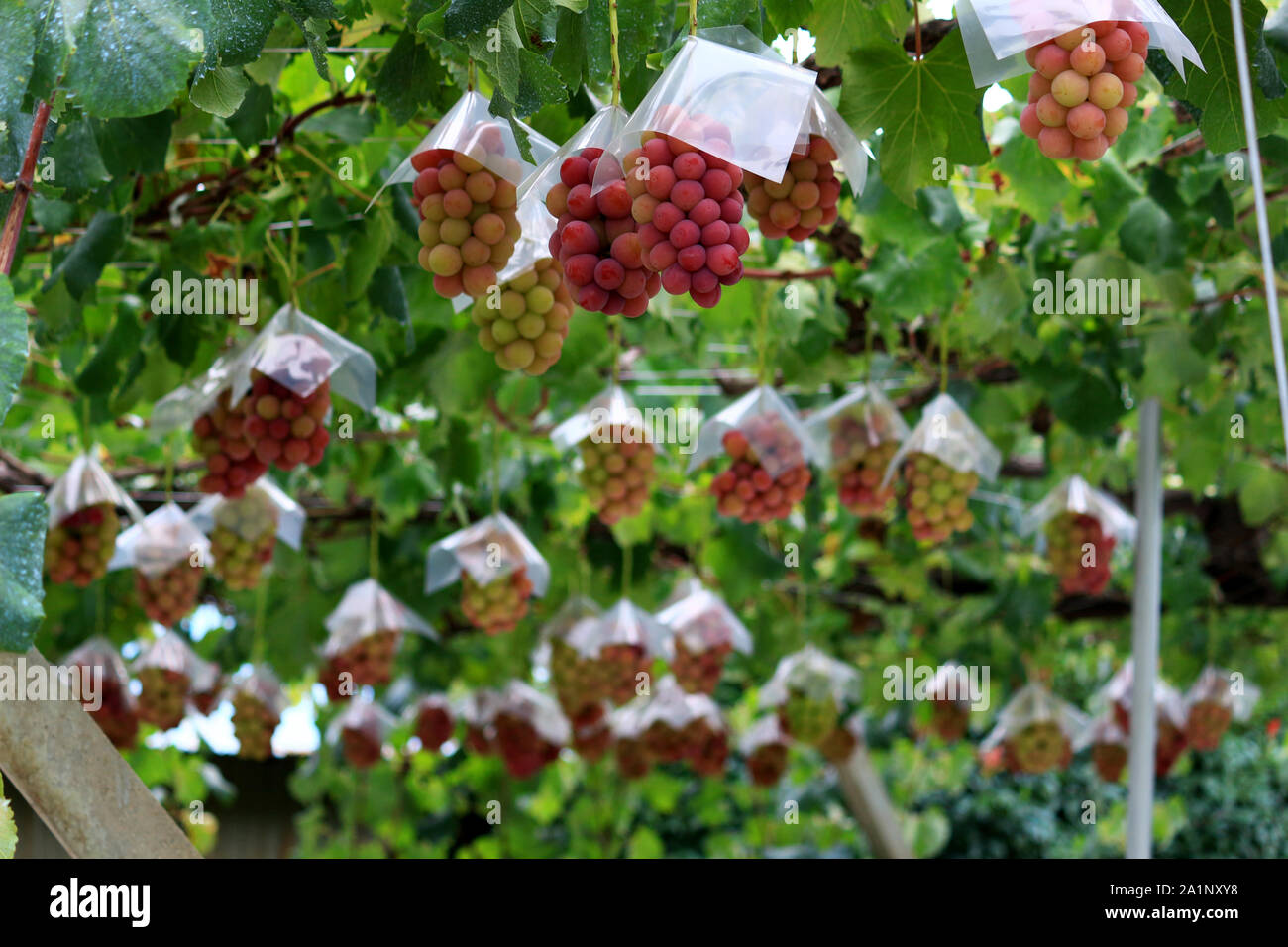 Japanese autumn vineyard landscape with big ripe red grapes Stock Photo ...