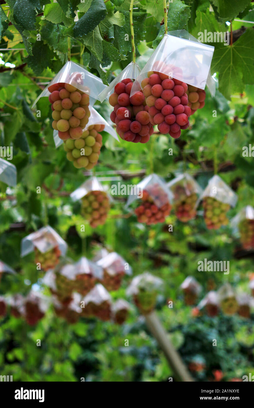 Japanese autumn vineyard landscape with big ripe red grapes Stock Photo ...