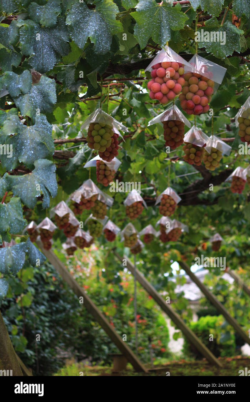 Japanese autumn vineyard landscape with big ripe red grapes Stock Photo ...