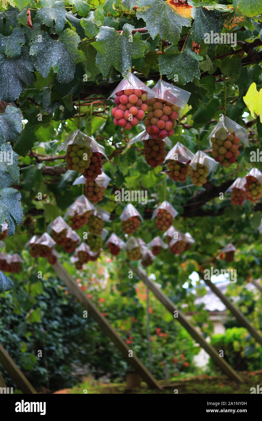 Yamanashi grape hi-res stock photography and images - Alamy
