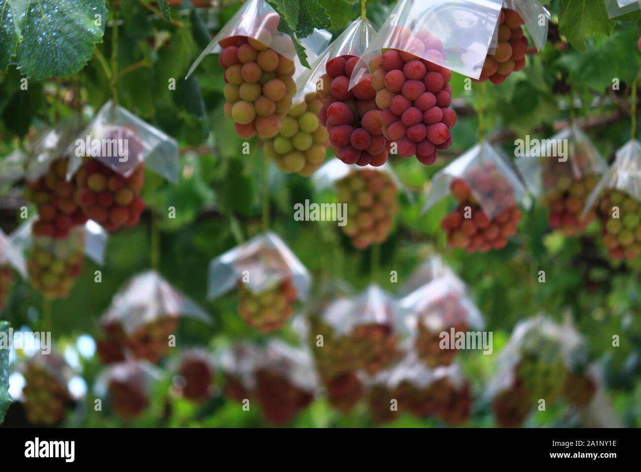 Japanese autumn vineyard landscape with big ripe red grapes Stock Photo ...
