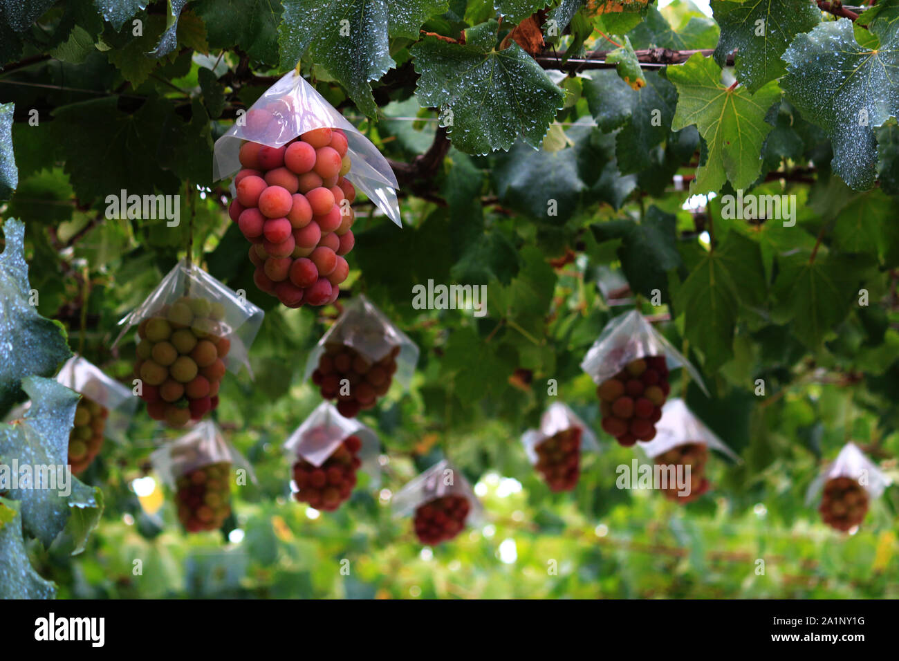 Japanese autumn vineyard landscape with big ripe red grapes Stock Photo ...