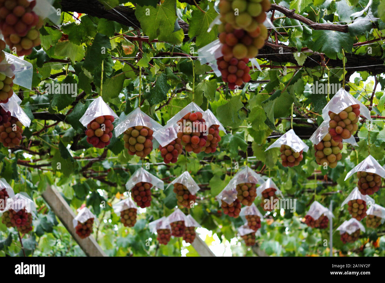 Japanese autumn vineyard landscape with big ripe red grapes Stock Photo ...