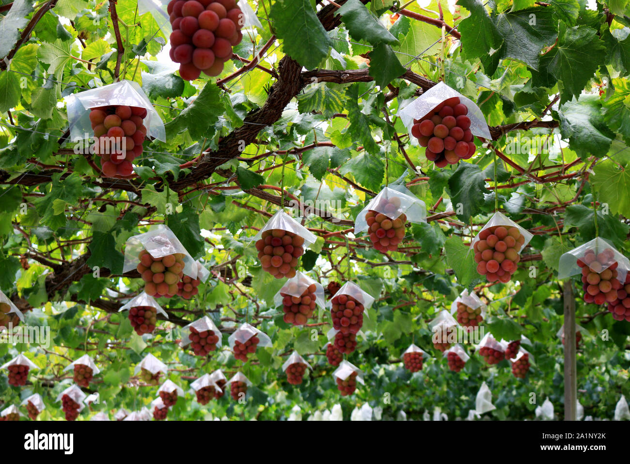 Japanese autumn vineyard landscape with big ripe red grapes Stock Photo ...