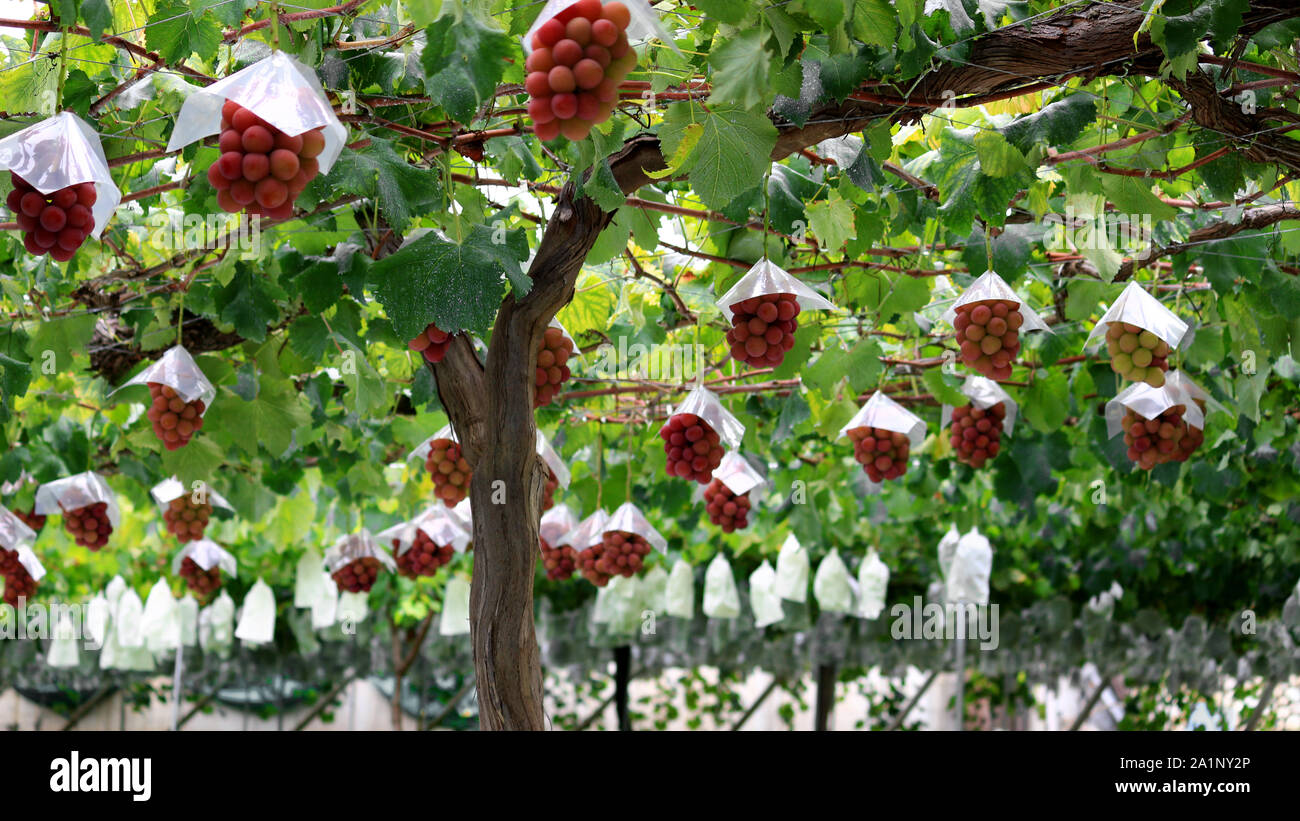 Japanese autumn vineyard landscape with big ripe red grapes Stock Photo ...