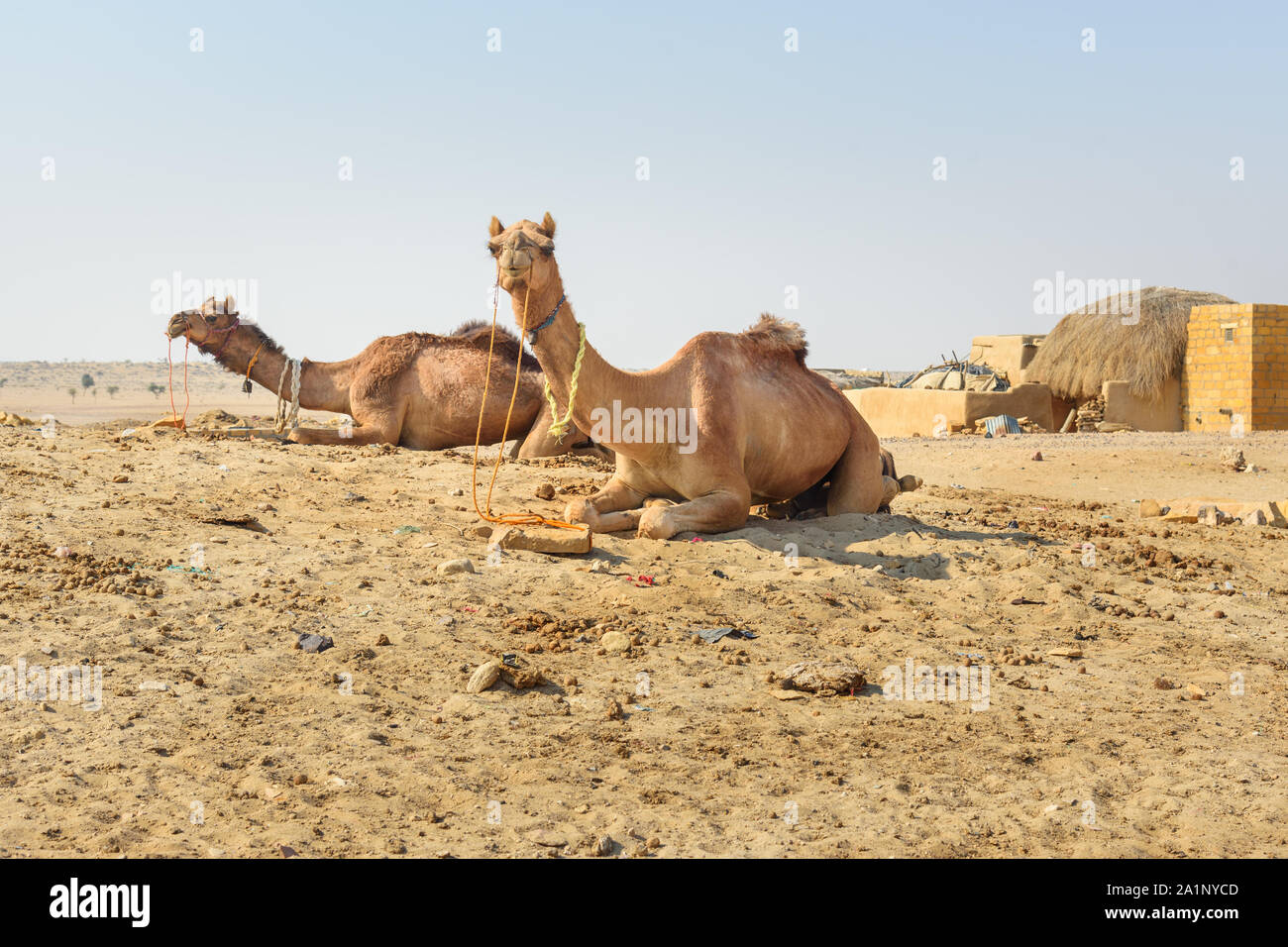 Camels in traditional village at Thar desert. Jaisalmer. Rajasthan ...