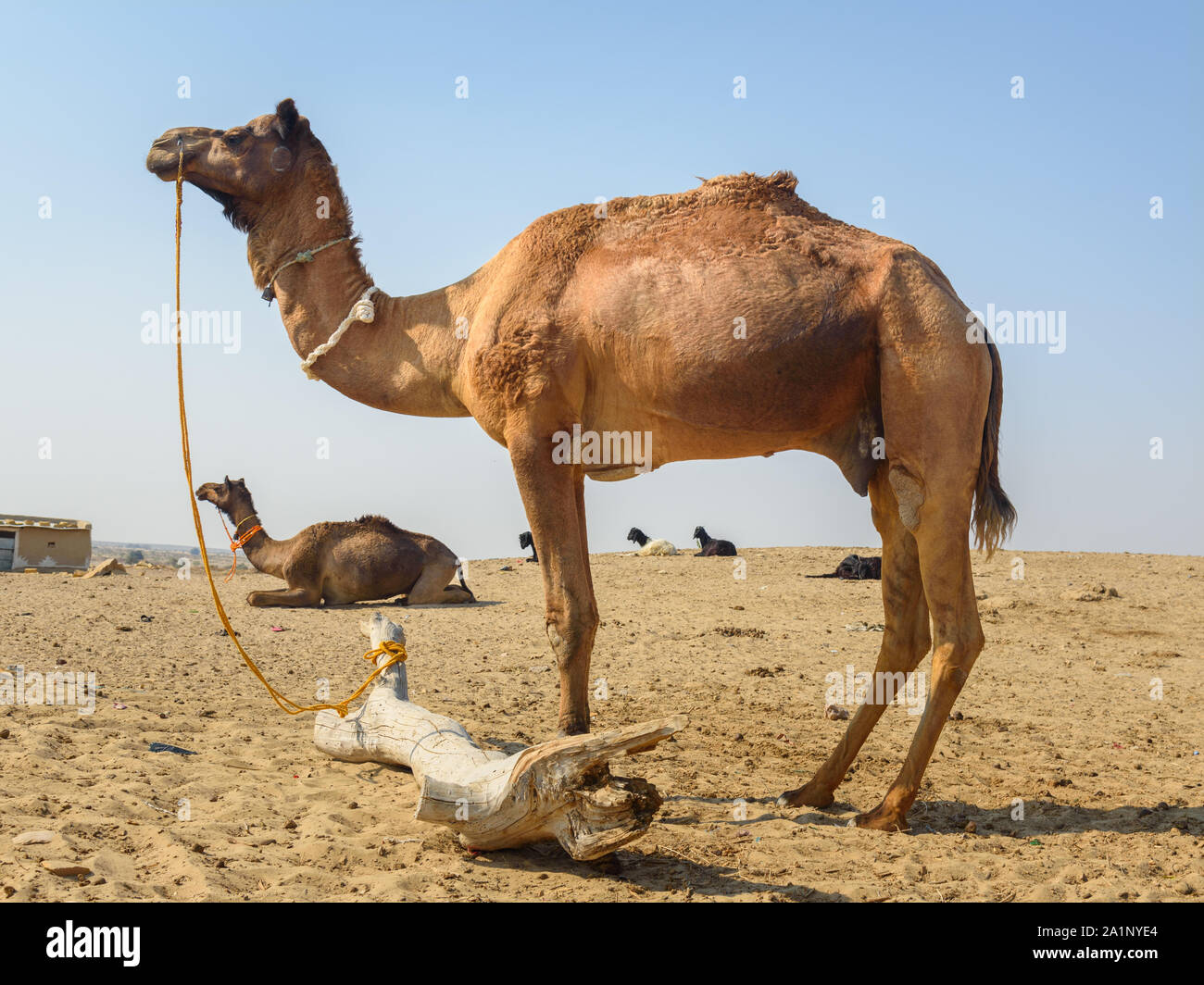 Camels in traditional village at Thar desert. Jaisalmer. Rajasthan ...
