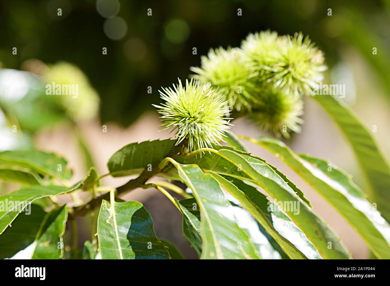Branch of a common chestnut tree (castanea sativa Stock Photo - Alamy