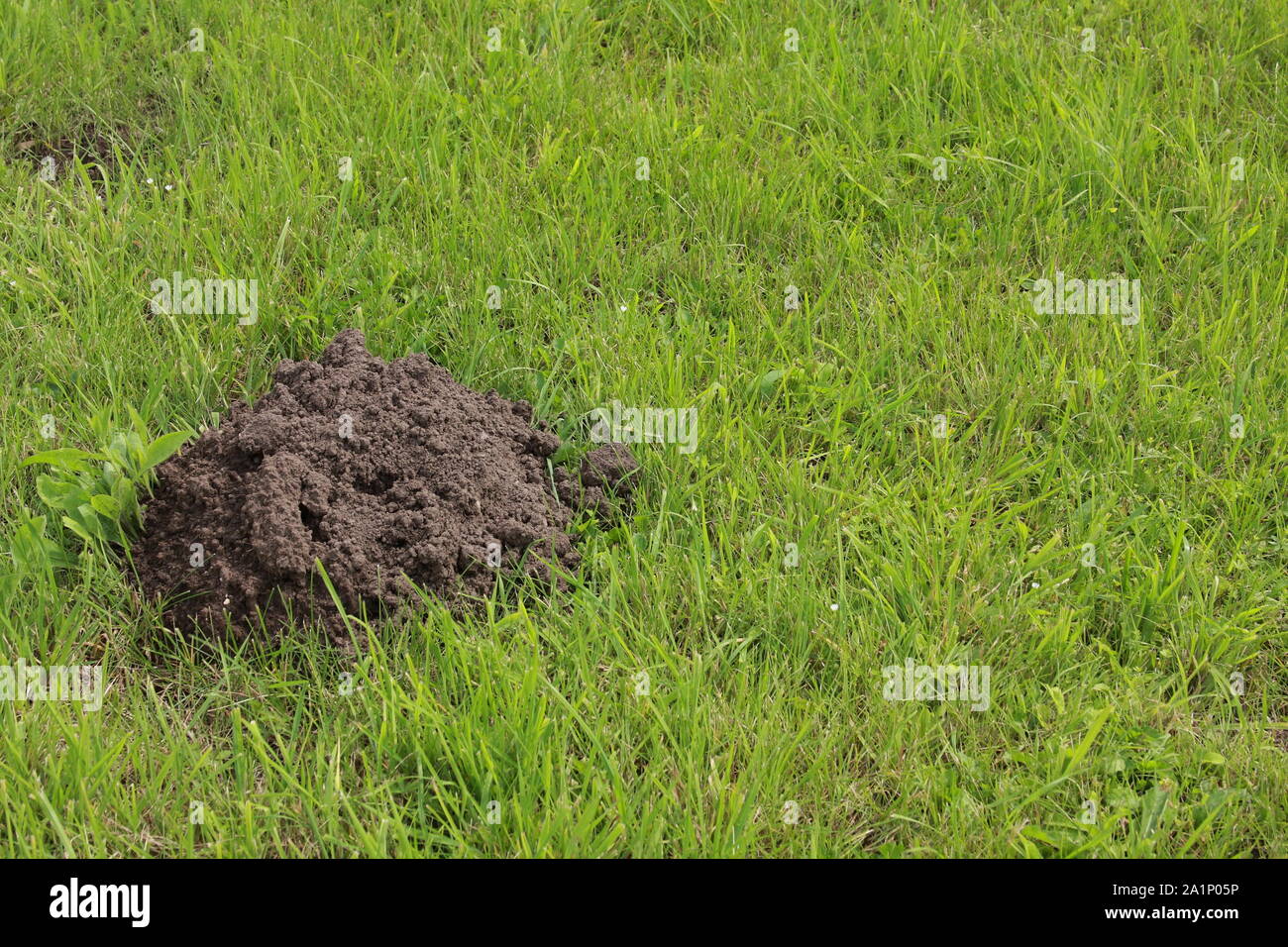 molehill in the garden Stock Photo - Alamy