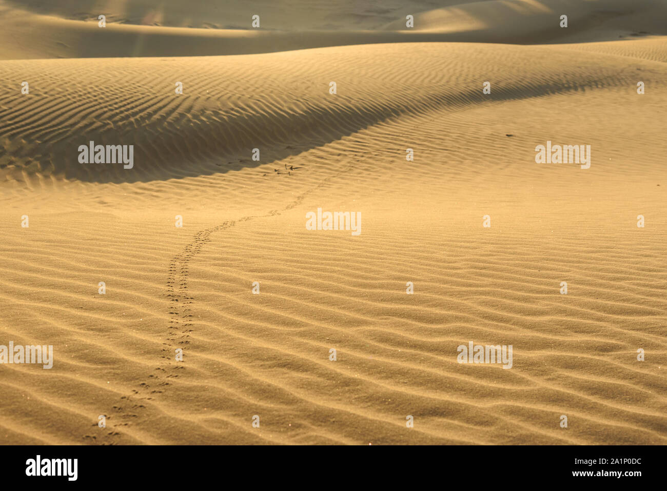 Sand dunes in Thar desert. Jaisalmer. Rajasthan India Stock Photo - Alamy