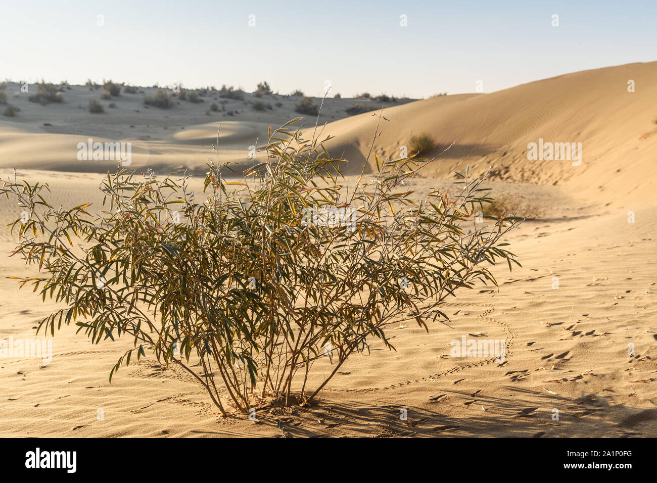 Sand dunes in Thar desert. Jaisalmer. Rajasthan India Stock Photo - Alamy