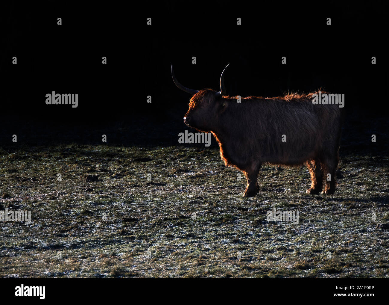 Highland cattle bos taurus hi-res stock photography and images - Alamy