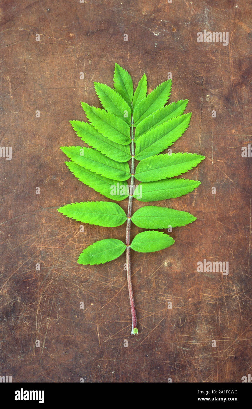 Rowan leaves hi-res stock photography and images - Alamy