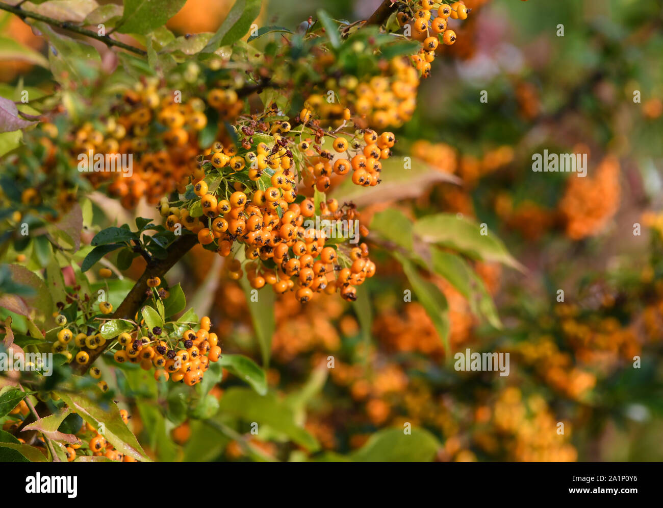 Pyracantha firethorn thorn hi-res stock photography and images - Alamy