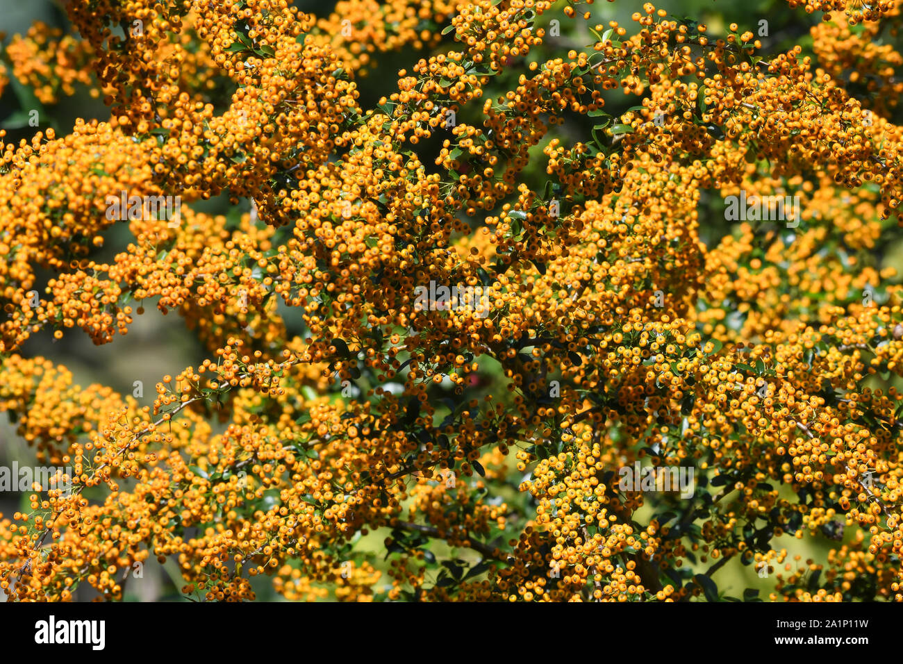 Pyracantha firethorn thorn hi-res stock photography and images - Alamy