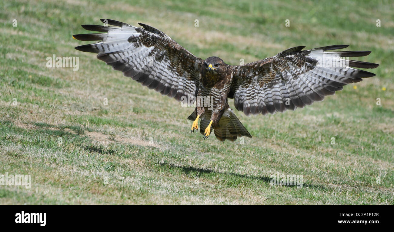 Buzzard in flight Stock Photo - Alamy
