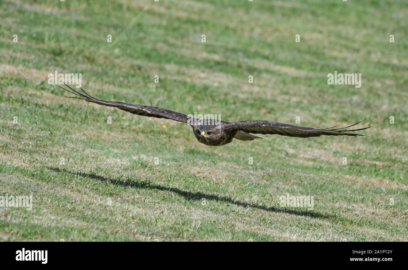 Buzzard in flight Stock Photo - Alamy