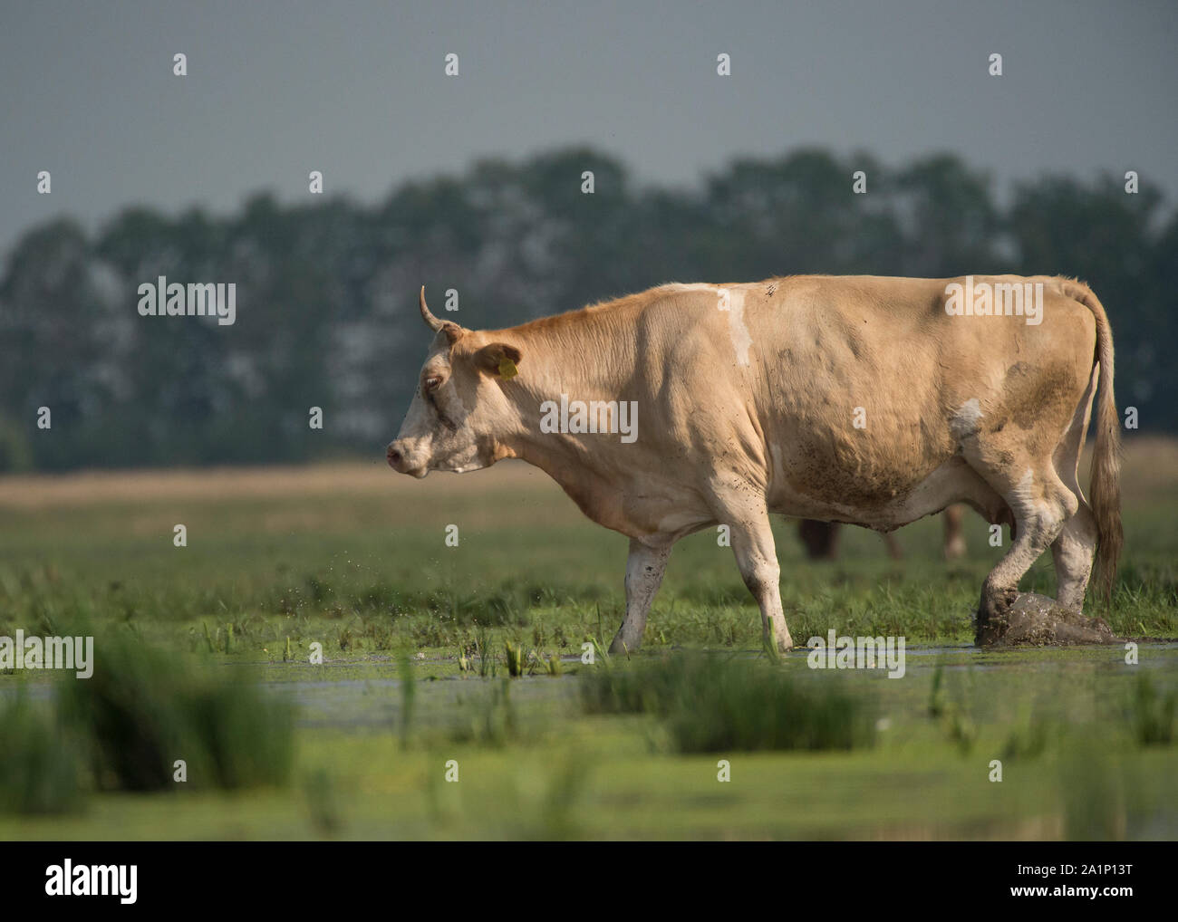 Hungarian grey cattle, Hortobágy National Park, Hungary Stock Photo - Alamy