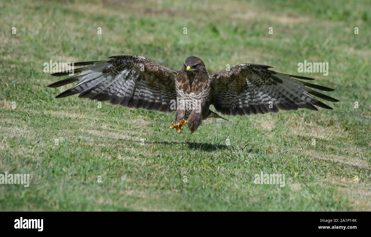 Buzzard in flight Stock Photo - Alamy