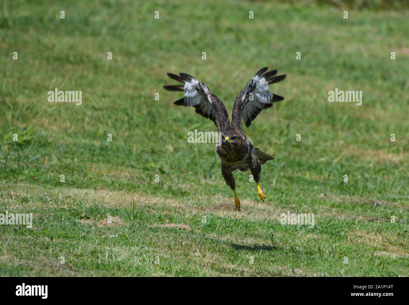 Buzzard in flight Stock Photo - Alamy