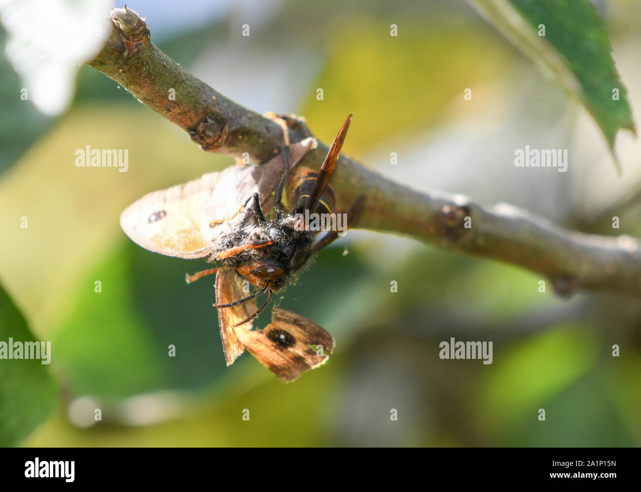 Asian eating insects hi-res stock photography and images - Alamy