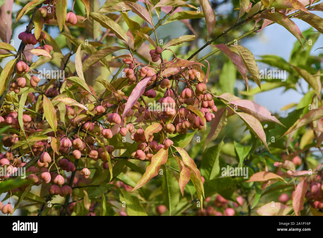 Spindle tree with fruits Stock Photo - Alamy