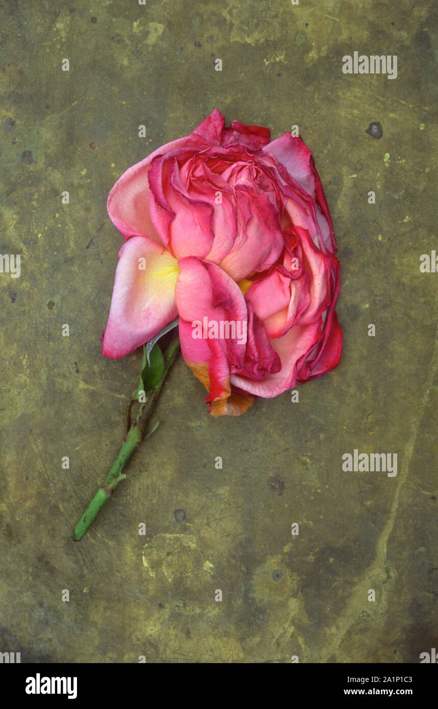 Decaying softly blown pink flowerhead of Rose or Rosa Lovely Lady lying ...